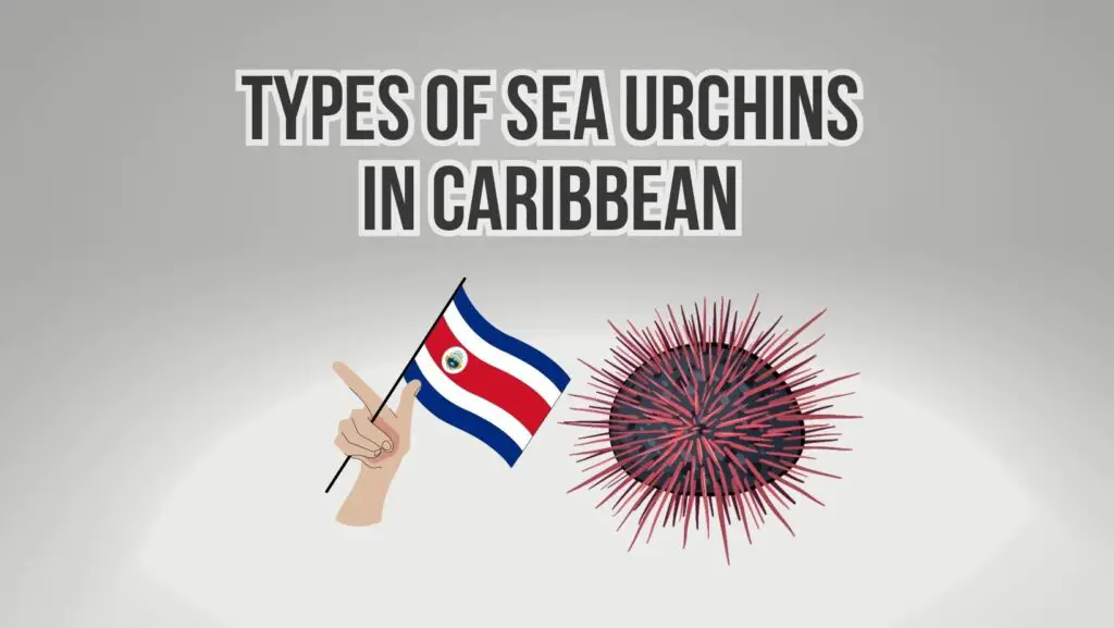 What Do Sea Urchins Taste Like? [Uni Taste Guide] - Sea Urchins Mag