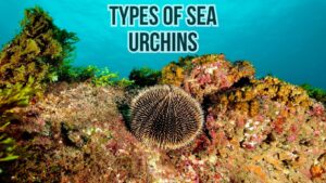 20+ Types Of Sea Urchins You Must Know - Sea Urchins Mag