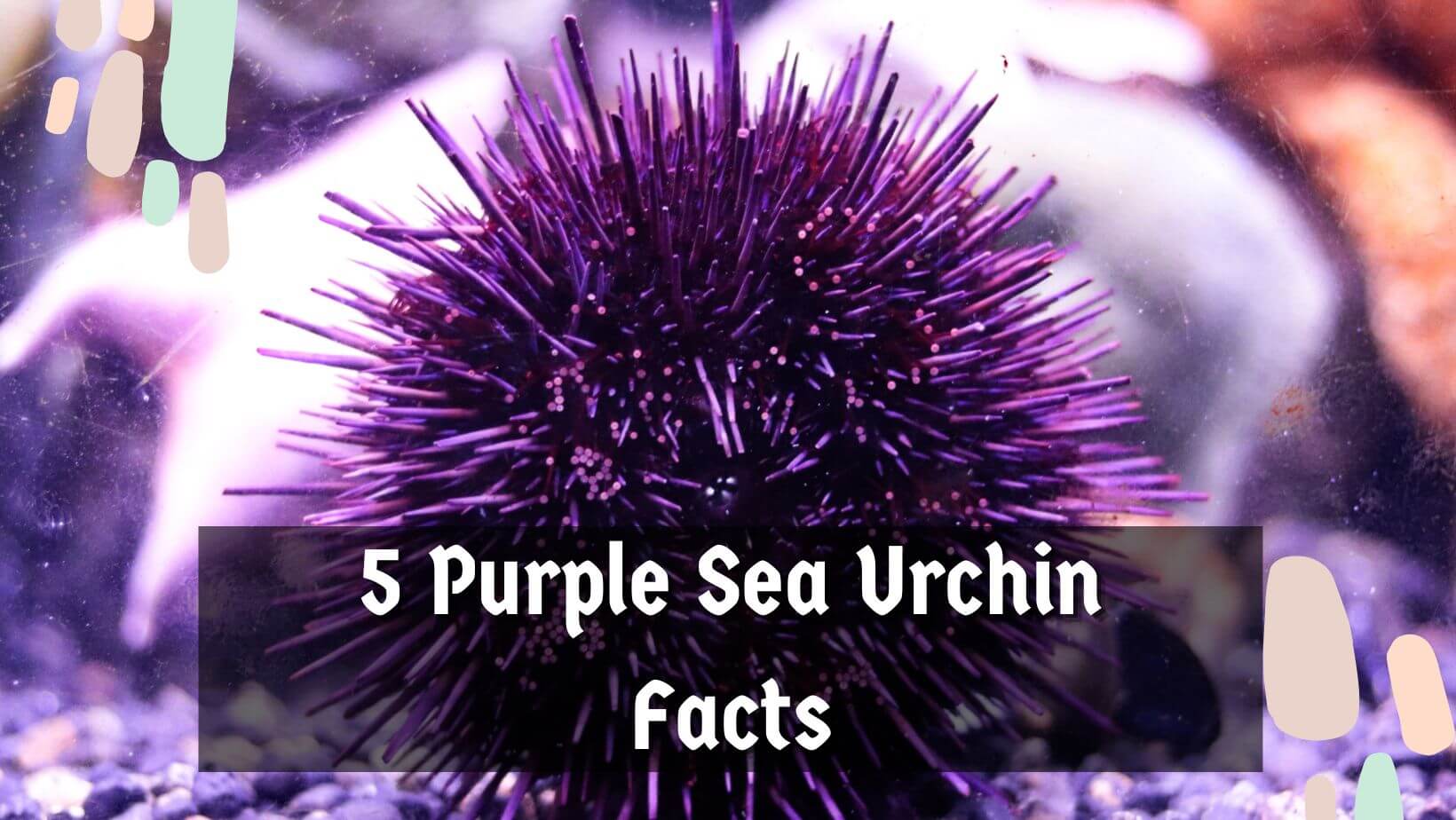 5 Purple Sea Urchin Facts: Exploring Fascinating Echinoderms