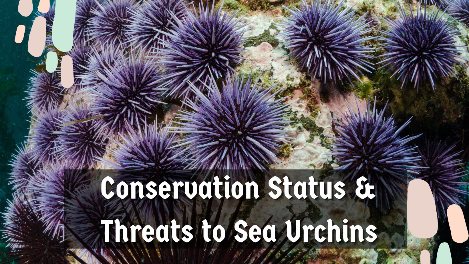 What's Inside a Sea Urchin? 7 Intriguing Facts