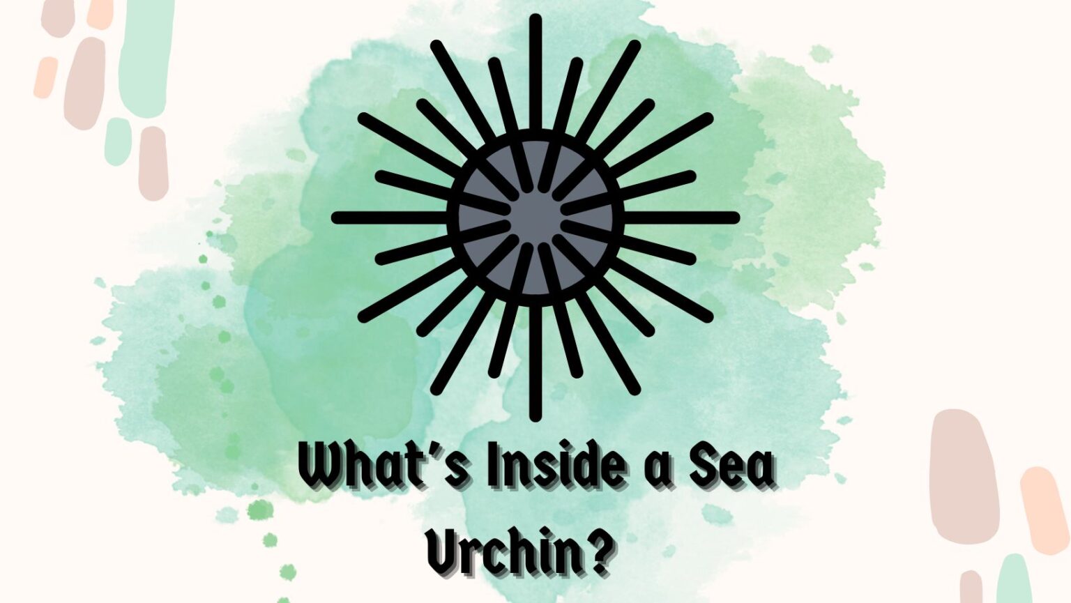 What's Inside a Sea Urchin? 7 Intriguing Facts