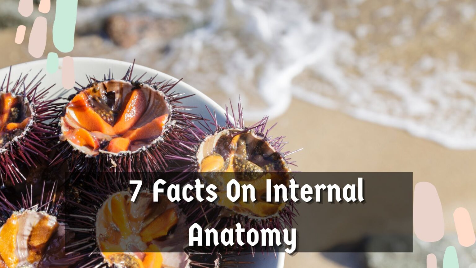 What's Inside a Sea Urchin? 7 Intriguing Facts